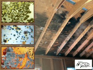 Mold Colors Explained - Quality Mold Solutions